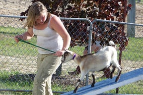 Goat obstacle course at fair | | argus-press.com