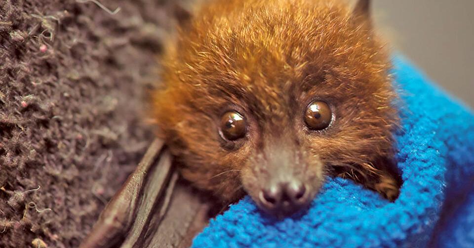 Every little bat helps: 3 rare ‘Rod’ Bat babies born at Zoo | Valley ...