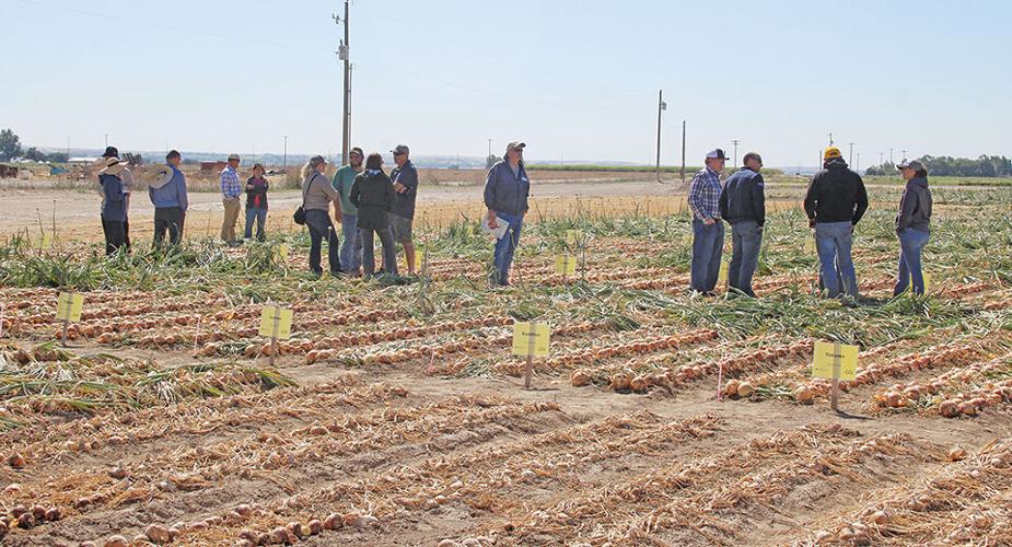 Minnesota has Paul Bunyan, but Malheur County has onion | News ...