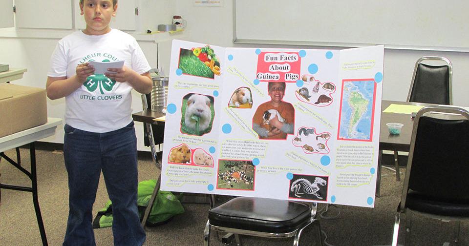 Local Cloverbud clubs offer a stepping stone for up-and-coming 4-Hers ...