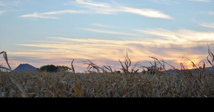 Maize craze | Valley Life | argusobserver.com