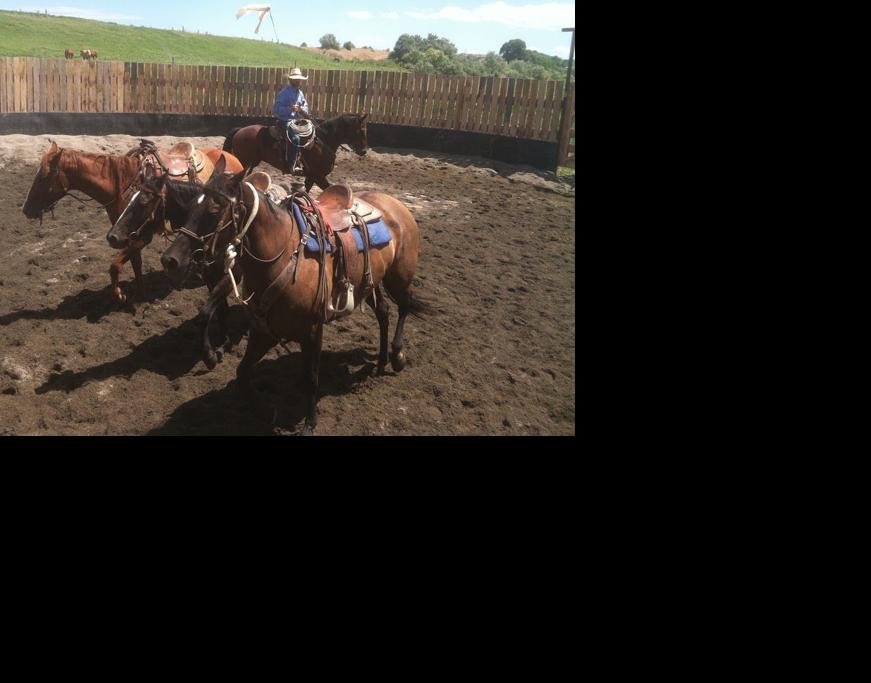 Guess who's a Wild Card for a colt-starting competition? TVCC ...