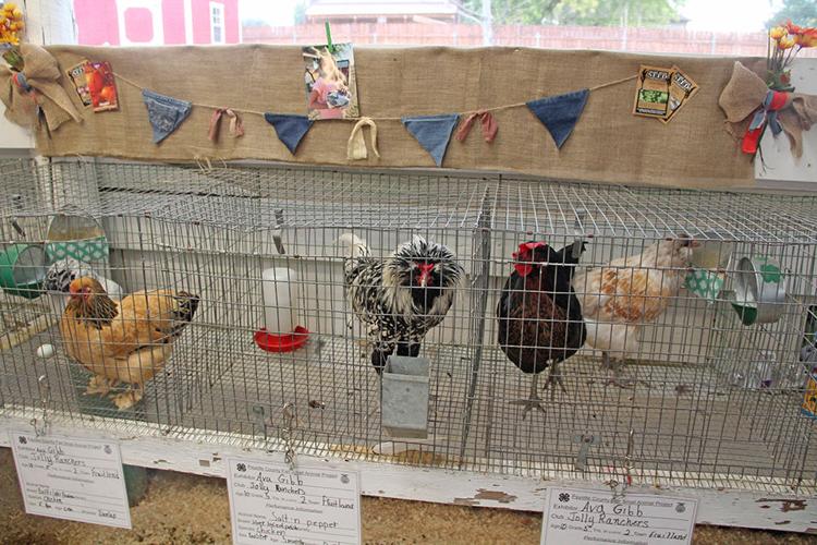 Payette County Fair brings fun on day one | Local News Stories ...