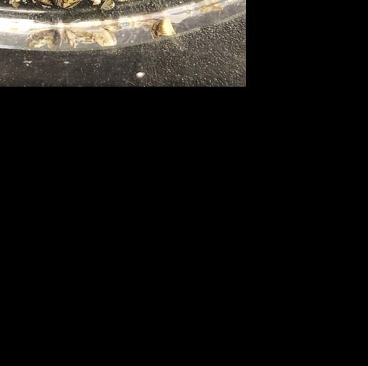 Update: Pet store chains remove product infested with invasive zebra ...