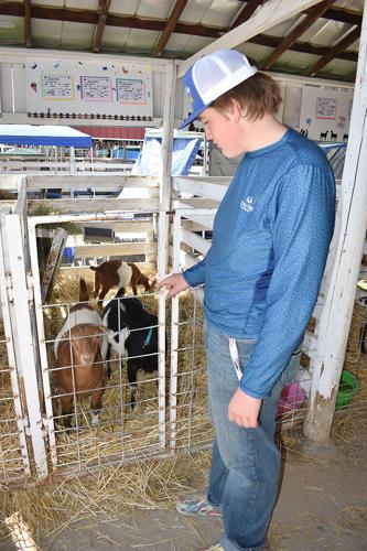 2023 Payette County Fair: Competitors pig out and horse around ...