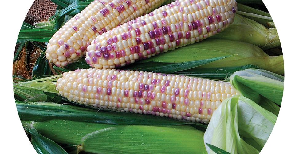 Wild Violet sweet corn debuts at chuckwagon | Valley Life ...
