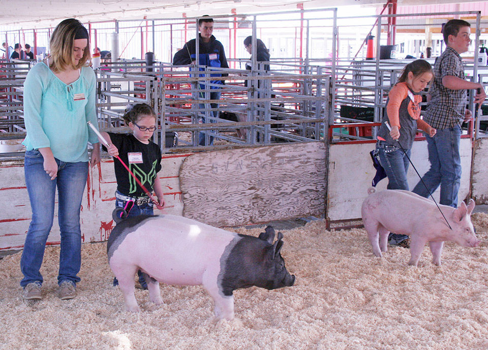 Gaining the self-confidence to show pigs | Valley Life | argusobserver.com