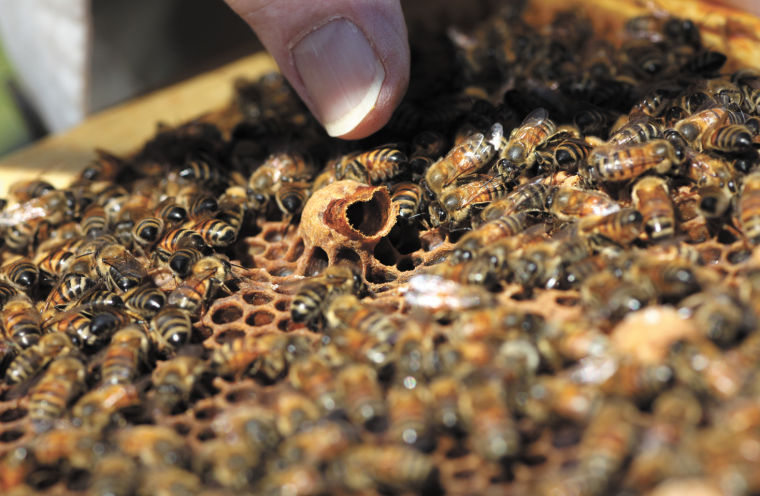 Secret life of bees | Local News Stories | argusobserver.com