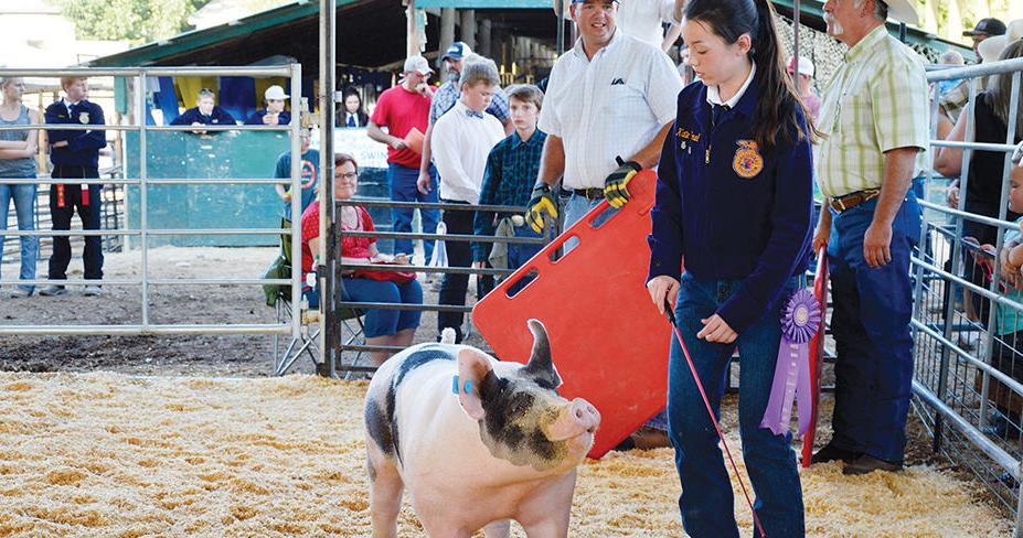 ‘Anyone raising pigs should be aware’ | Local News | argusobserver.com