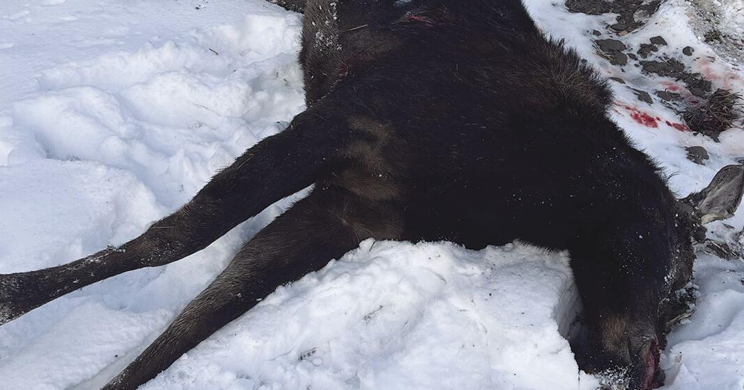 Judge sentences man in moose poaching incident to 5 days in jail, 18 ...