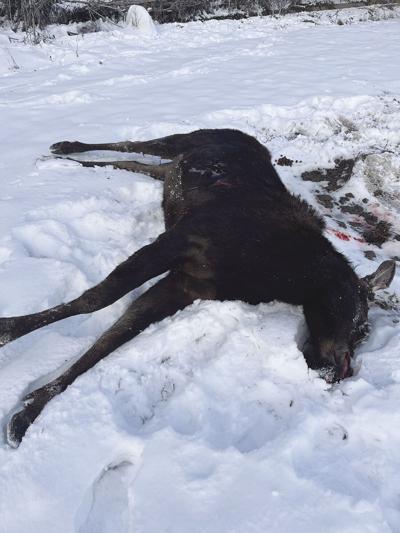 Judge sentences man in moose poaching incident to 5 days in jail, 18 ...