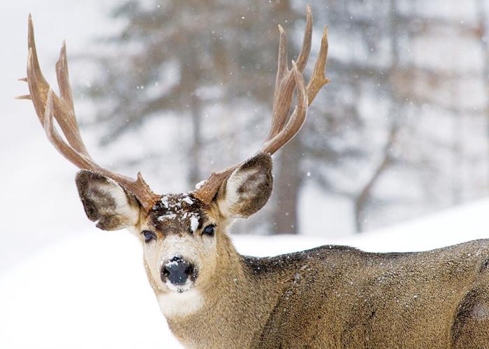 Deadline May 15 for controlled, premium hunts in Oregon | News ...