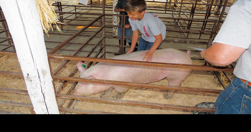 Another year, another nice pig | News | argusobserver.com