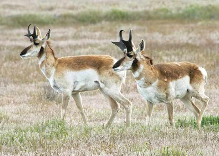 Deadline May 15 for controlled, premium hunts in Oregon | News ...