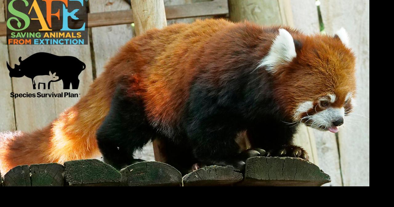 New red panda habitat opens at zoo | Valley Life | argusobserver.com