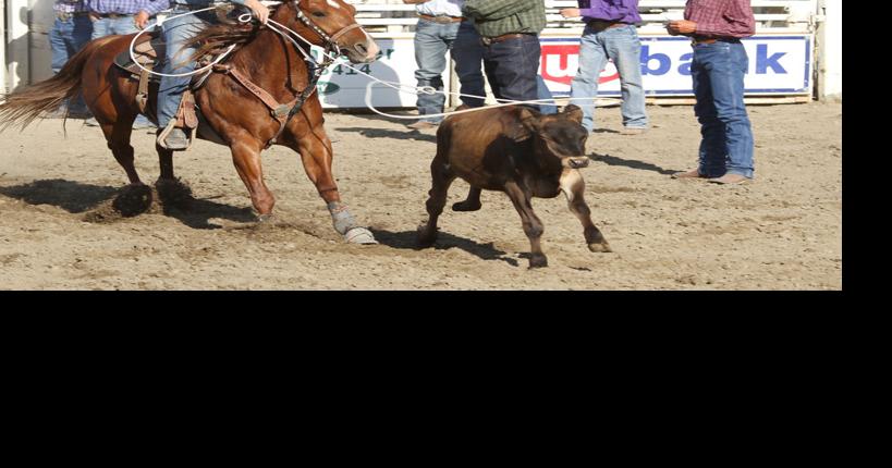 Rounding ’em up for rodeo | Local Sports | argusobserver.com