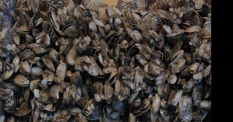Invasive quagga mussels found in Snake River increase threat to Oregon ...