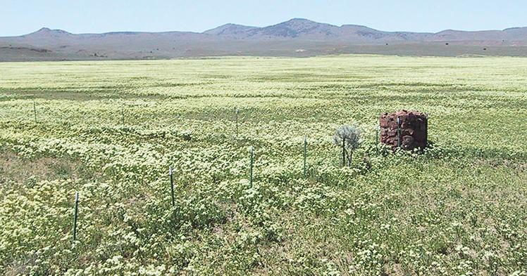 Invasive white top spreads to rangeland | Local News | argusobserver.com