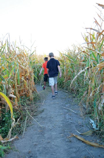 Maize craze | Valley Life | argusobserver.com