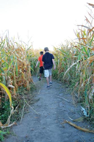 Maize craze | Valley Life | argusobserver.com