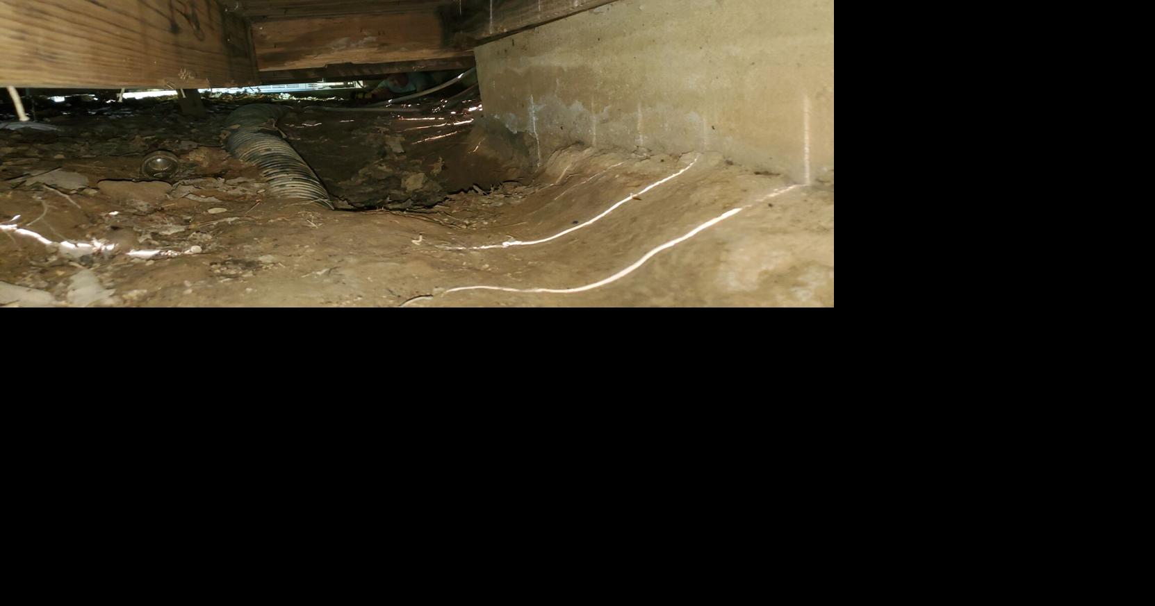 Do not disturb a bear den | News | ashepostandtimes.com