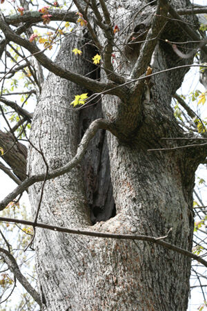 Do not disturb a bear den | News | ashepostandtimes.com