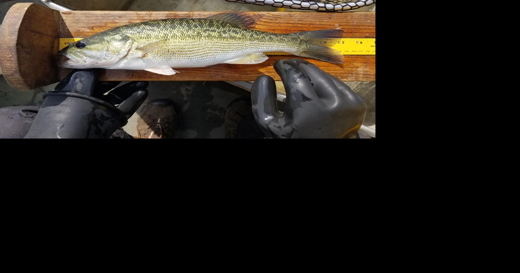 Invasive bass species spreads from Western NC to coastal region | News ...