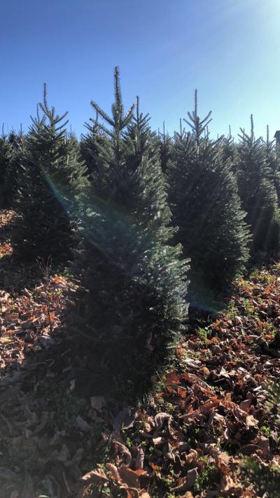 National Christmas Tree and Wreath Contest winners selected | Ashe ...