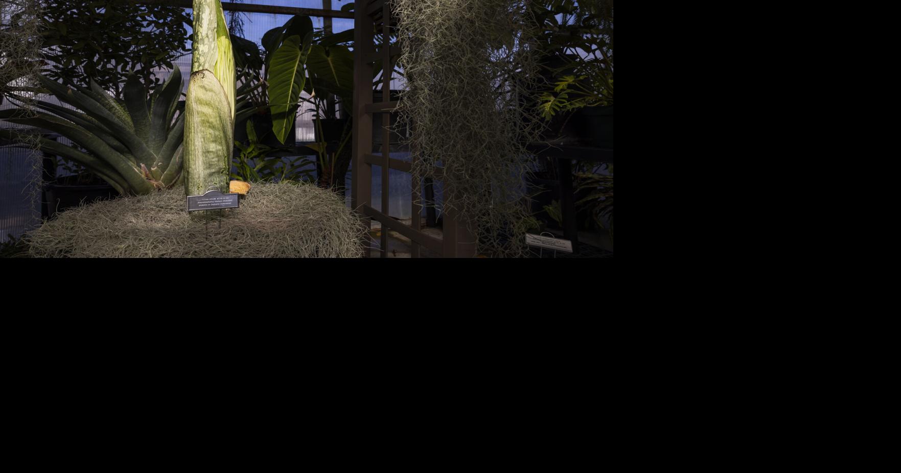 Mongo, App State’s corpse flower, expected to bloom | News ...