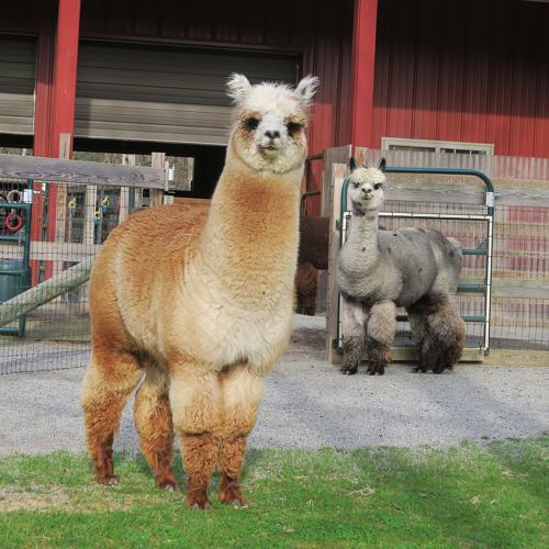 National Alpaca Farm Days open house and fundraiser for Happy Tails ...