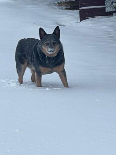 Winter Wonderland: Ashe sees first snow of the year | Community ...