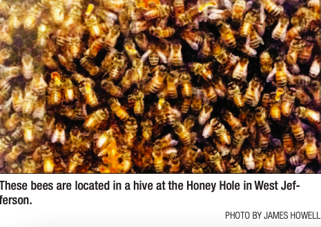 This week in the archives: Floods batter Ashe, bees make a comeback ...