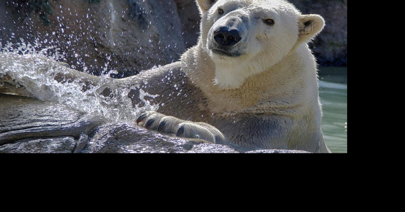 North Carolina Zoo mourns the loss of polar bear Payton | News ...