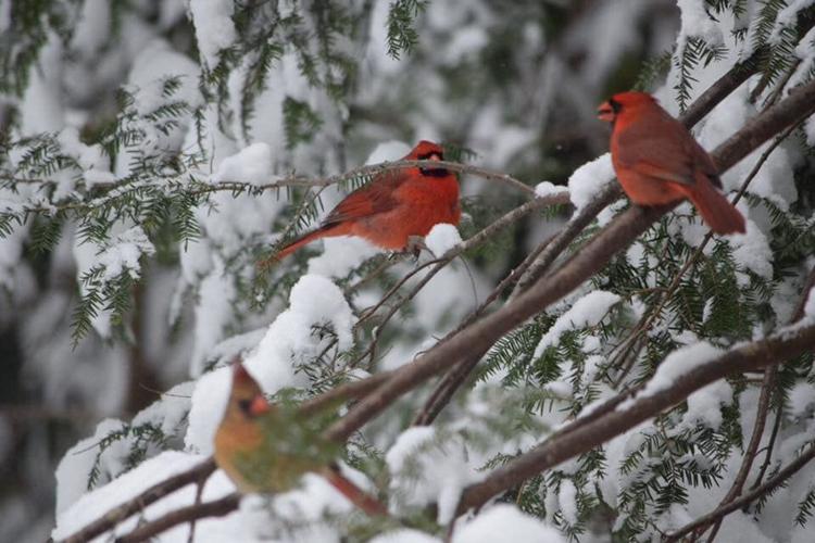Winter Wonderland: Ashe sees first snow of the year | Community ...
