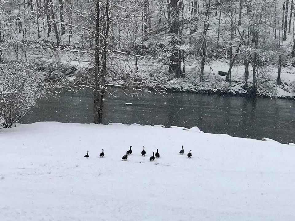 Snow falls on Ashe County: the first snowfall of the year | Ashe ...