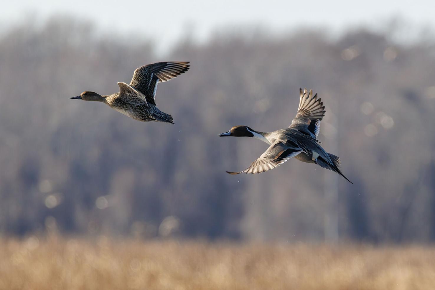 NC Wildlife Agency announces 2025-26 state migratory game bird seasons ...