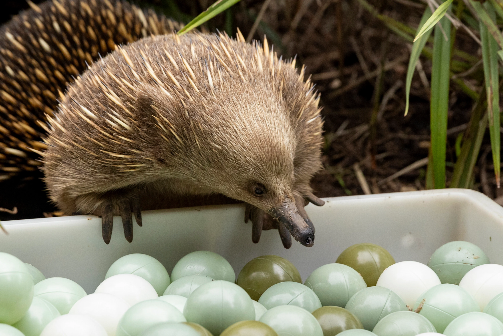Echidna named Snoopy marks 40 years at a sanctuary | National ...