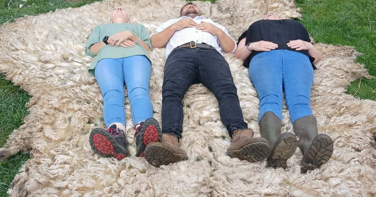 8-foot sheep big enough to make 50 fleece jumpers | National ...