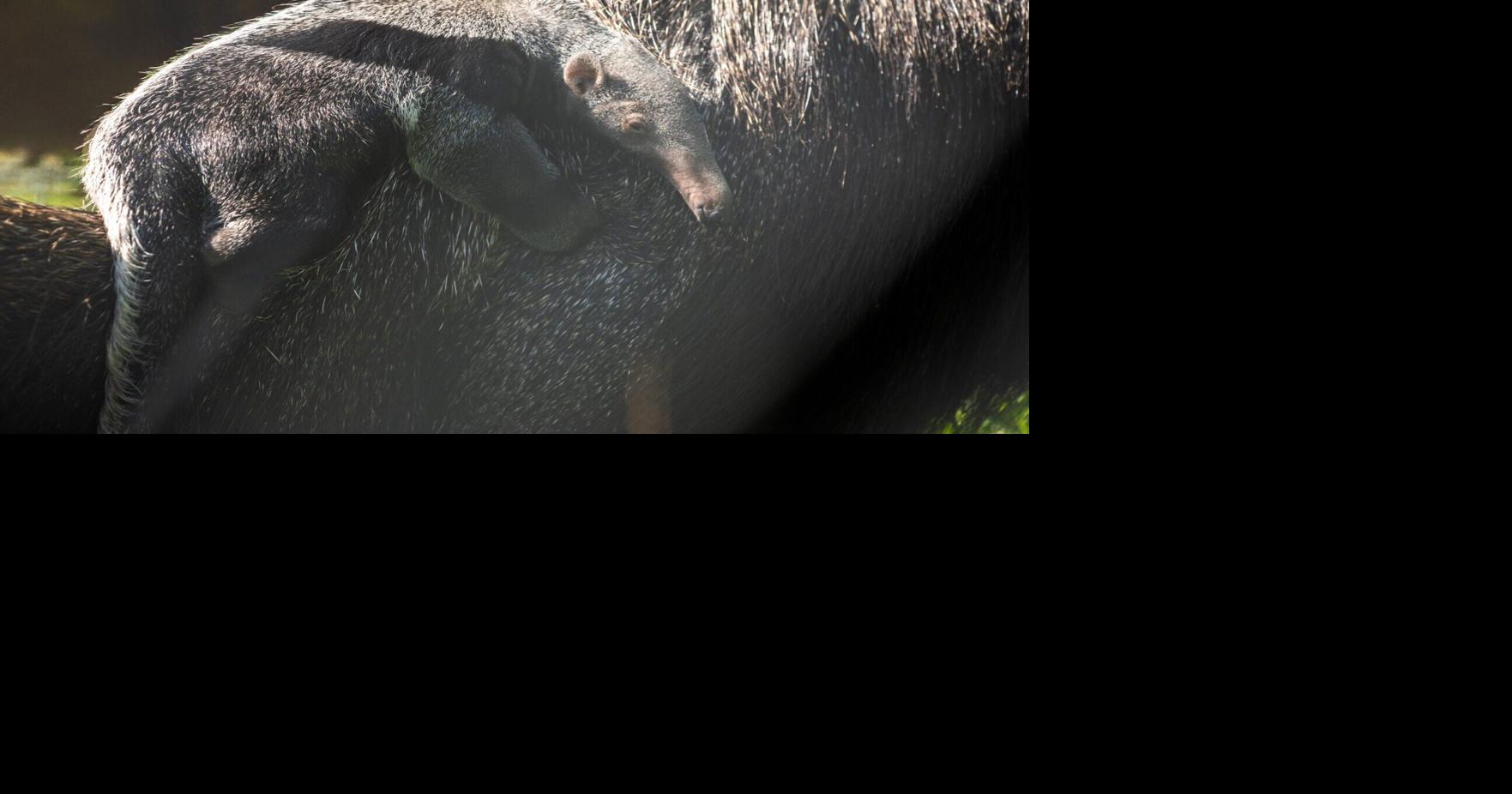 New baby anteater clings to mom at zoo | National | ashleynewsobserver.com