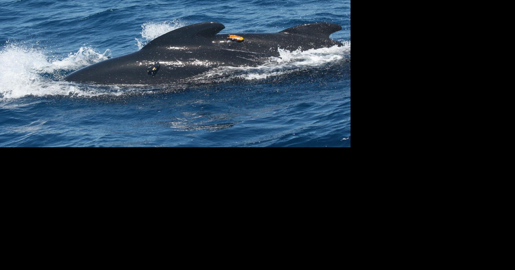 Shipping noise drowning out endangered pilot whales’ calls | National ...