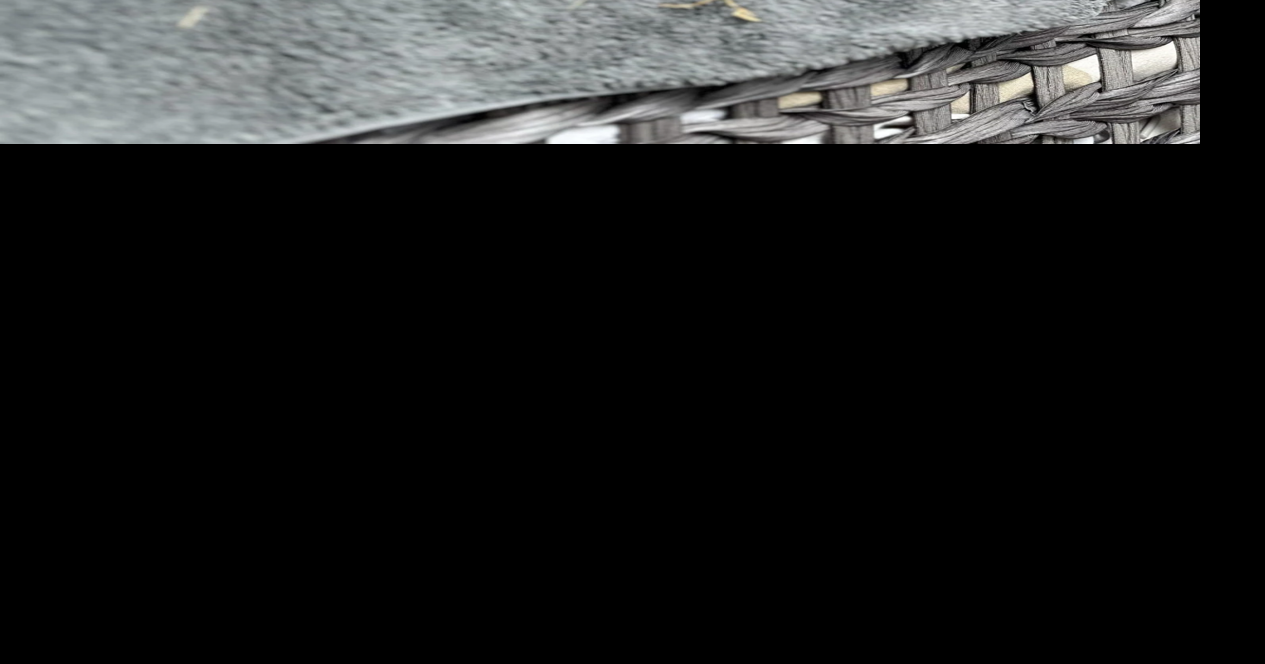 Dogs dress up as Nativity characters for third year in a row | National ...