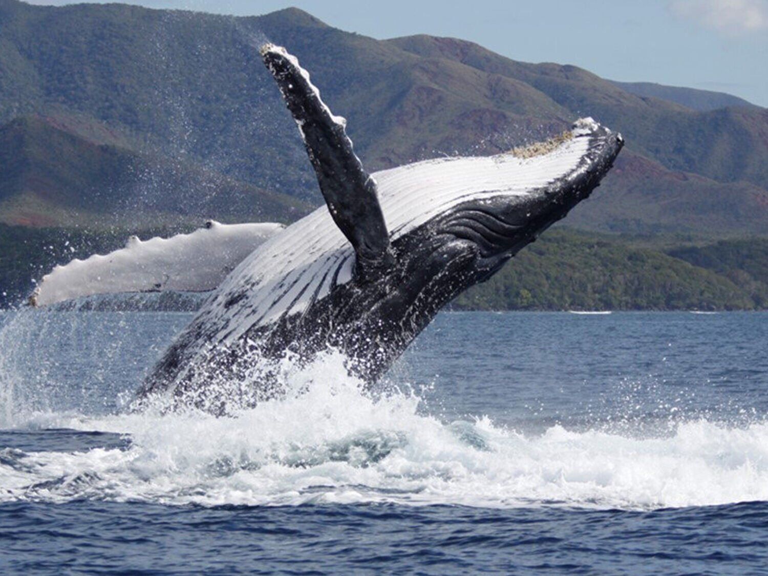 Whales who are better singers are more successful at mating | National ...