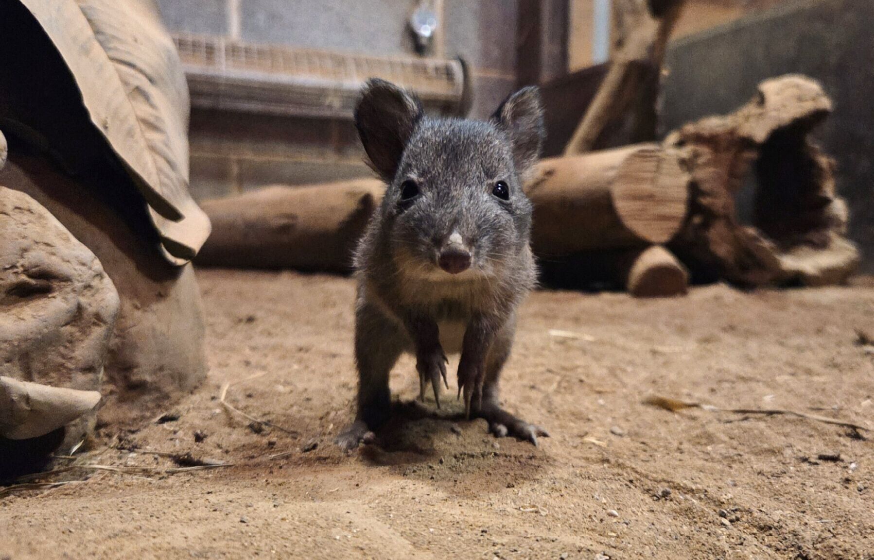 Rare new animal arrives at family-run farm | National ...
