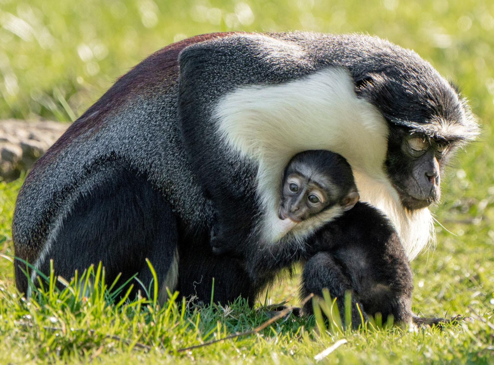 Rare monkey gives birth months after major foot surgery | National ...