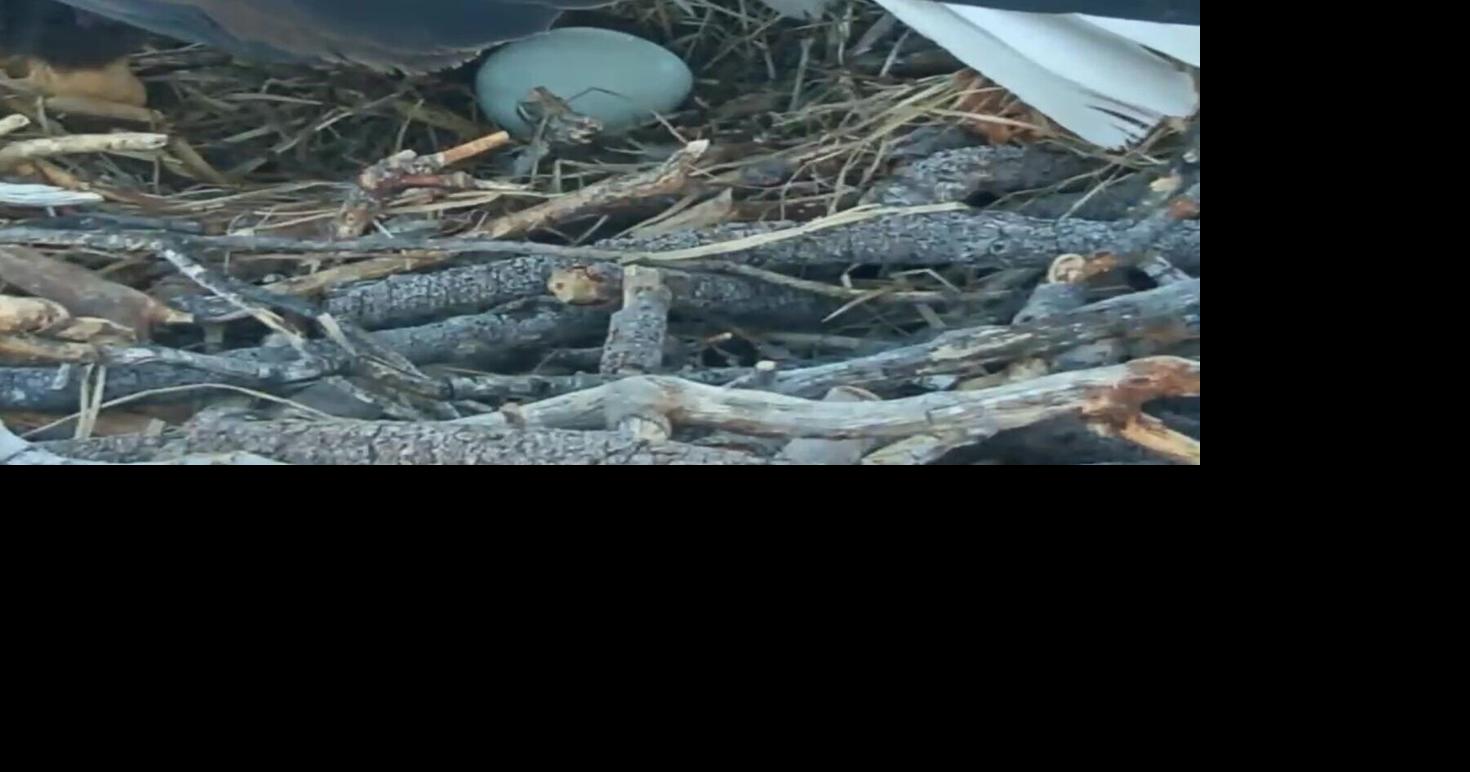 YouTube famous bald eagles welcome first eggs of year | National ...
