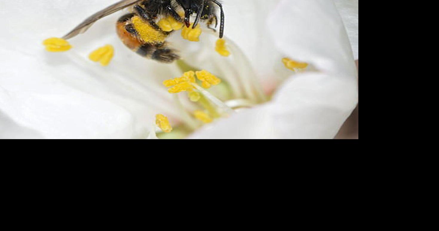 Buzzkill: Study finds flowers help spread disease among bees | National ...