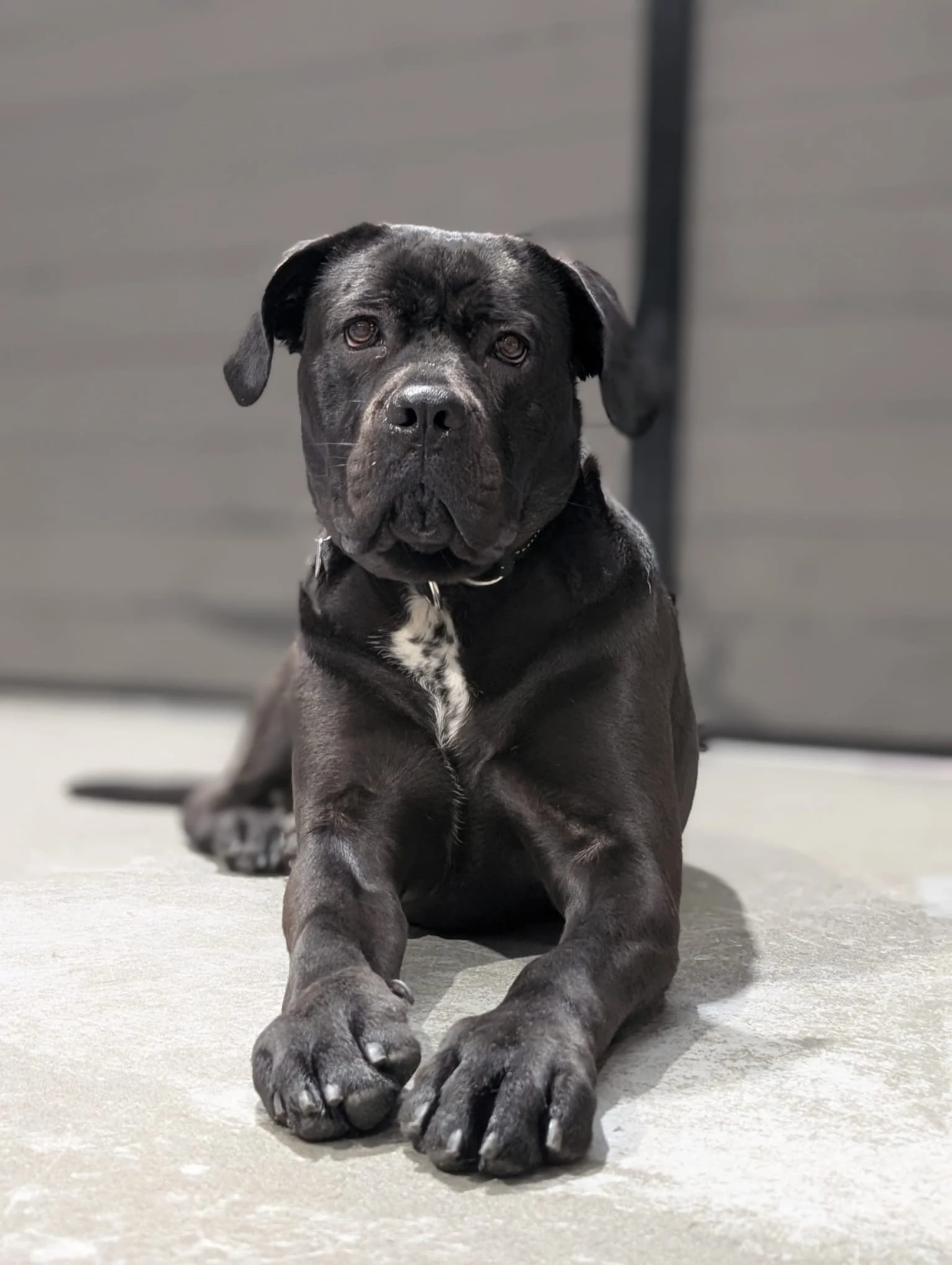 Abandoned bald puppy recovers and finds forever home | National ...