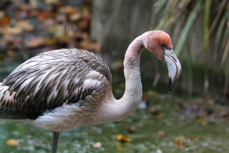 Frankie the missing flamingo spotted on coast of France | National ...