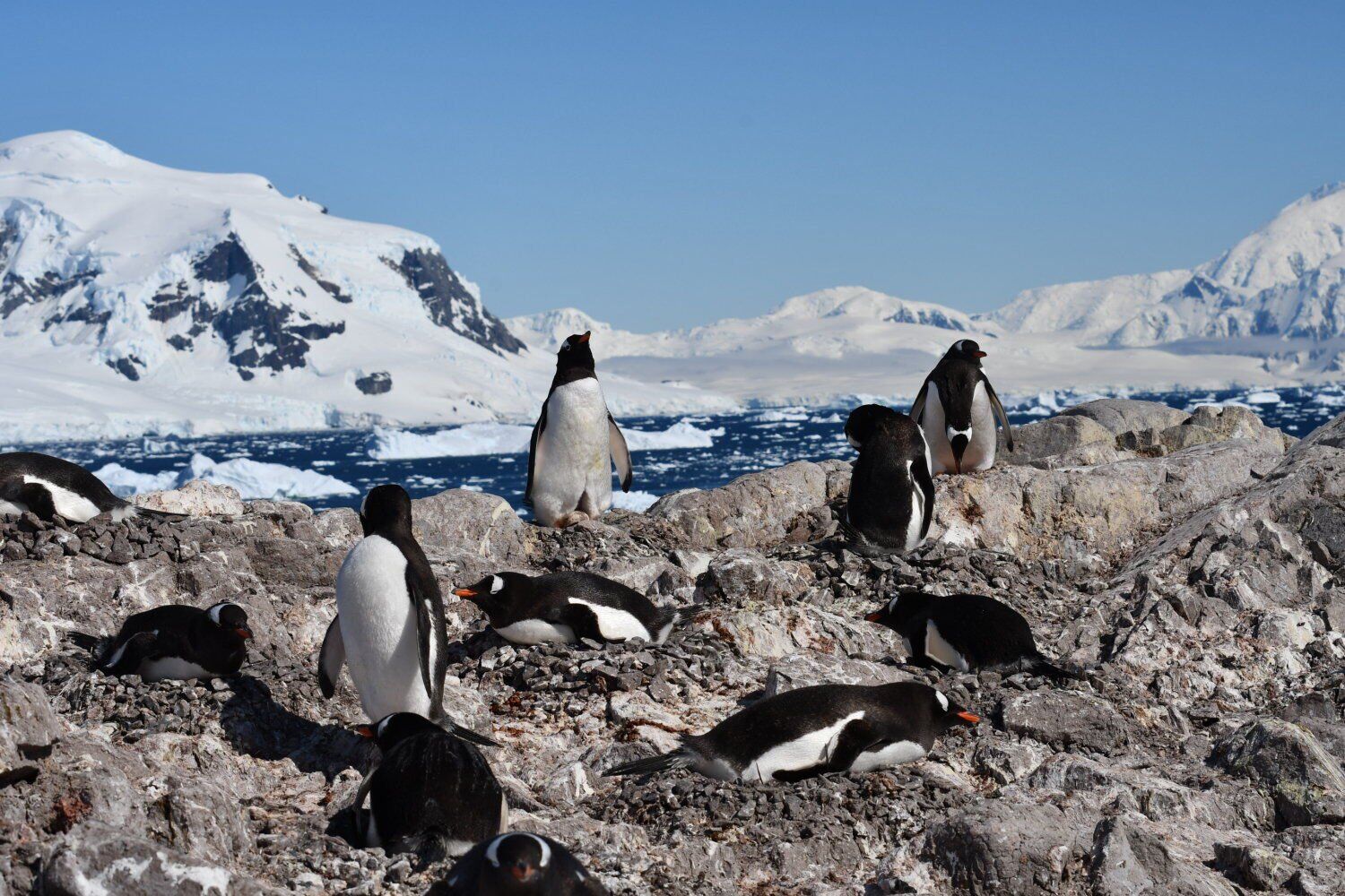 Climate change shifting penguins’ breeding season | National ...
