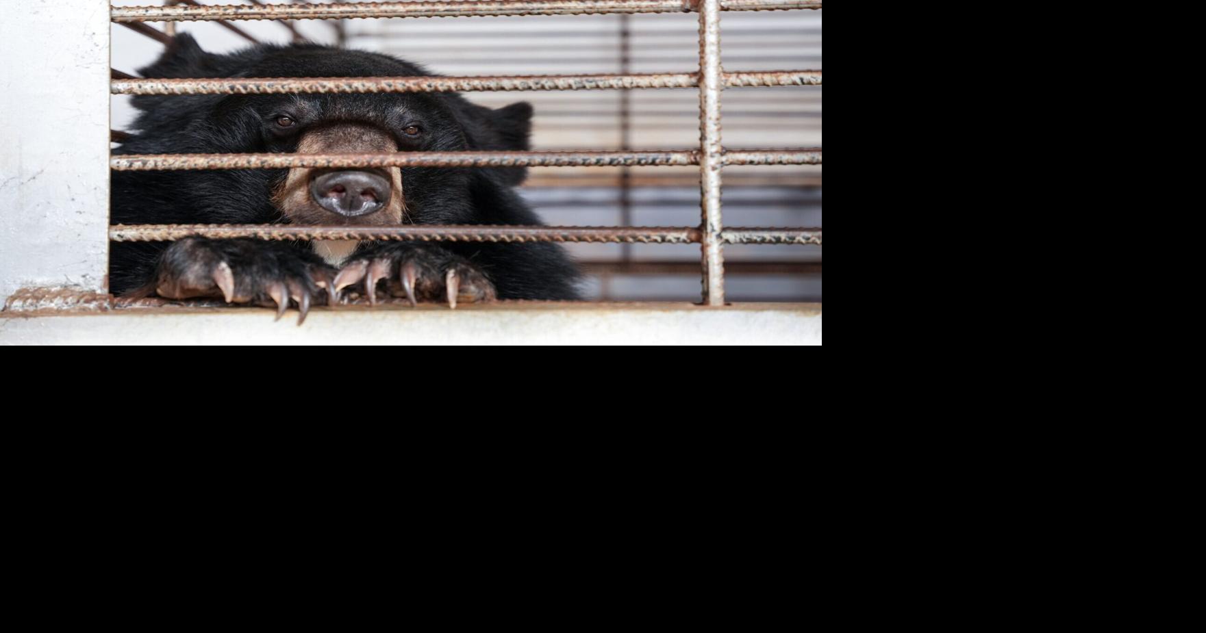 Dozens of bears freed from illegal bile farm in ‘largest ever rescue ...